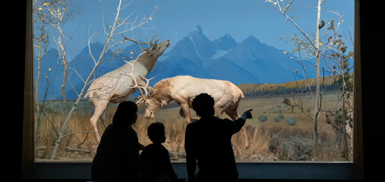 Milwaukee Public Museum | Wisconsin's Natural History Museum
