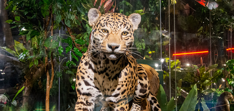 Milwaukee Public Museum | Wisconsin's Natural History Museum